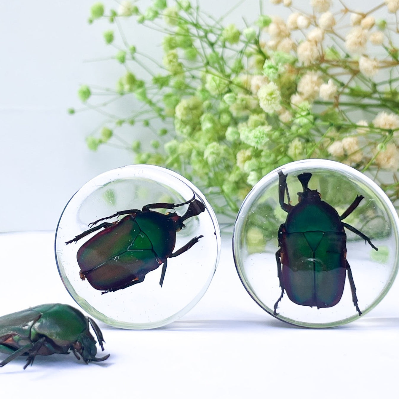 Unique Big insect ear gauges – OhMyGauges