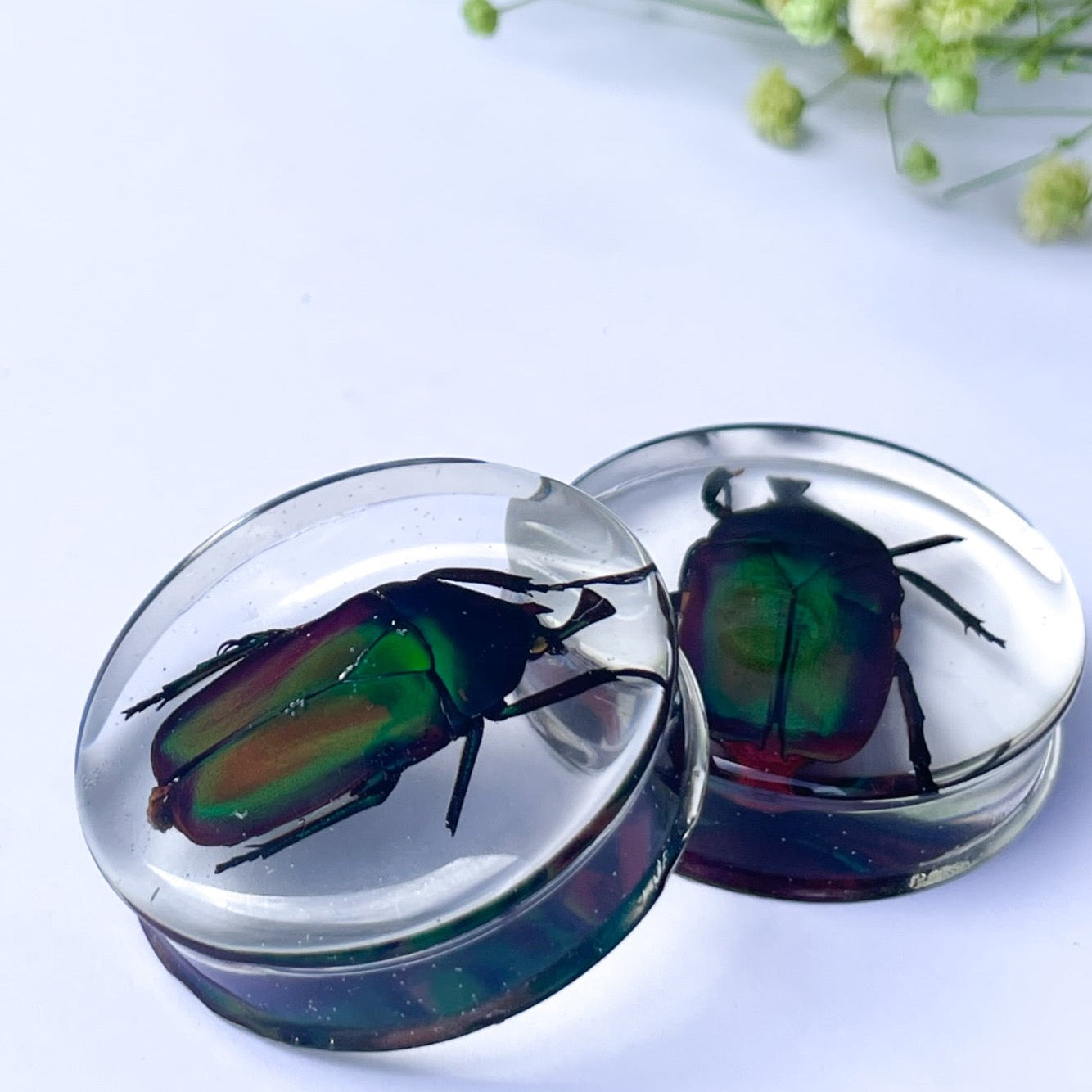 Unique Big insect ear gauges – OhMyGauges