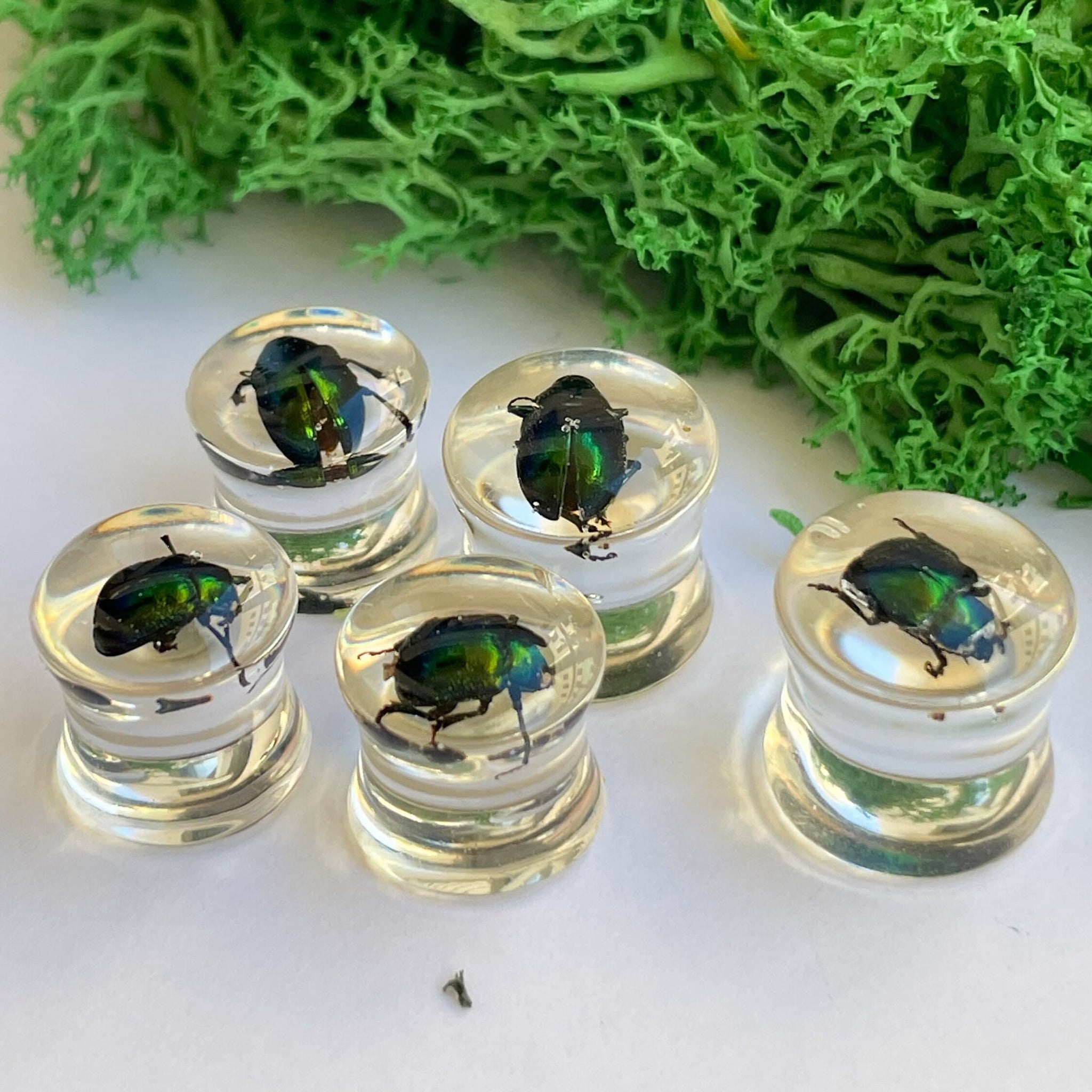 Green beetle ear gauges – OhMyGauges
